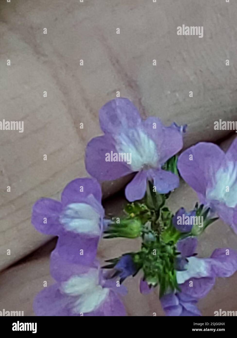 blue toadflax (Nuttallanthus canadensis), Plantae, Sullivan's Island, SC, USA Stock Photo - Alamy