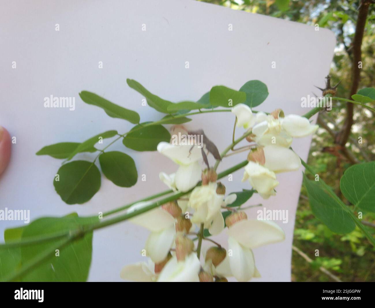 black locust (Robinia pseudoacacia), Plantae, Wilshire Estates ...