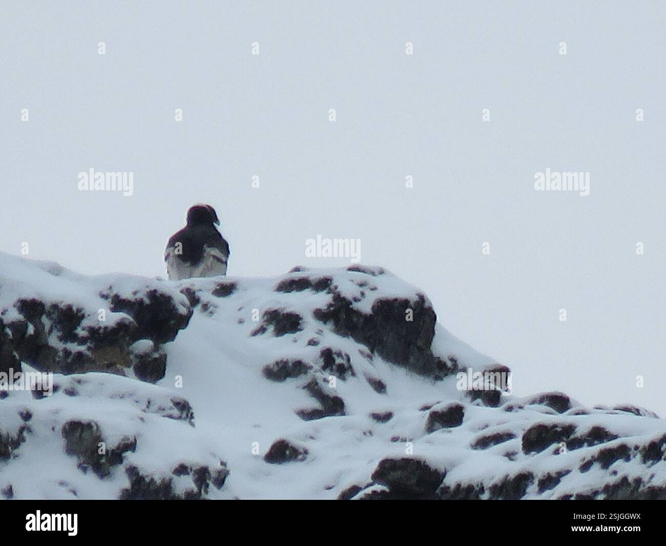 Andean Condor (Vultur gryphus), Aves, Ushuaia, AR-TF, AR Stock Photo ...