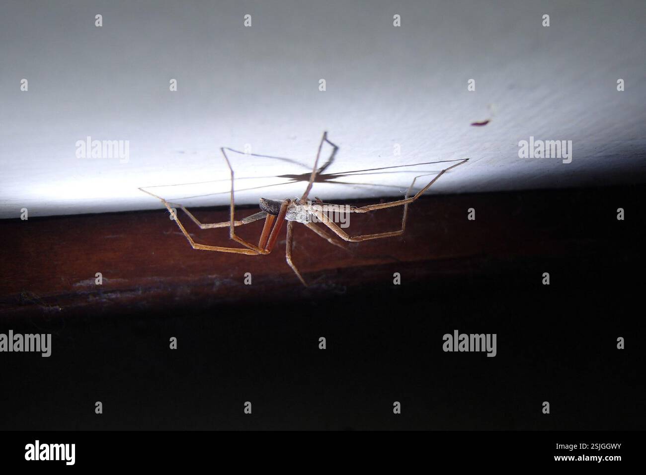 Prowling Spiders (Miturgidae), Arachnida, 62 Railway Parade, Wentworth ...