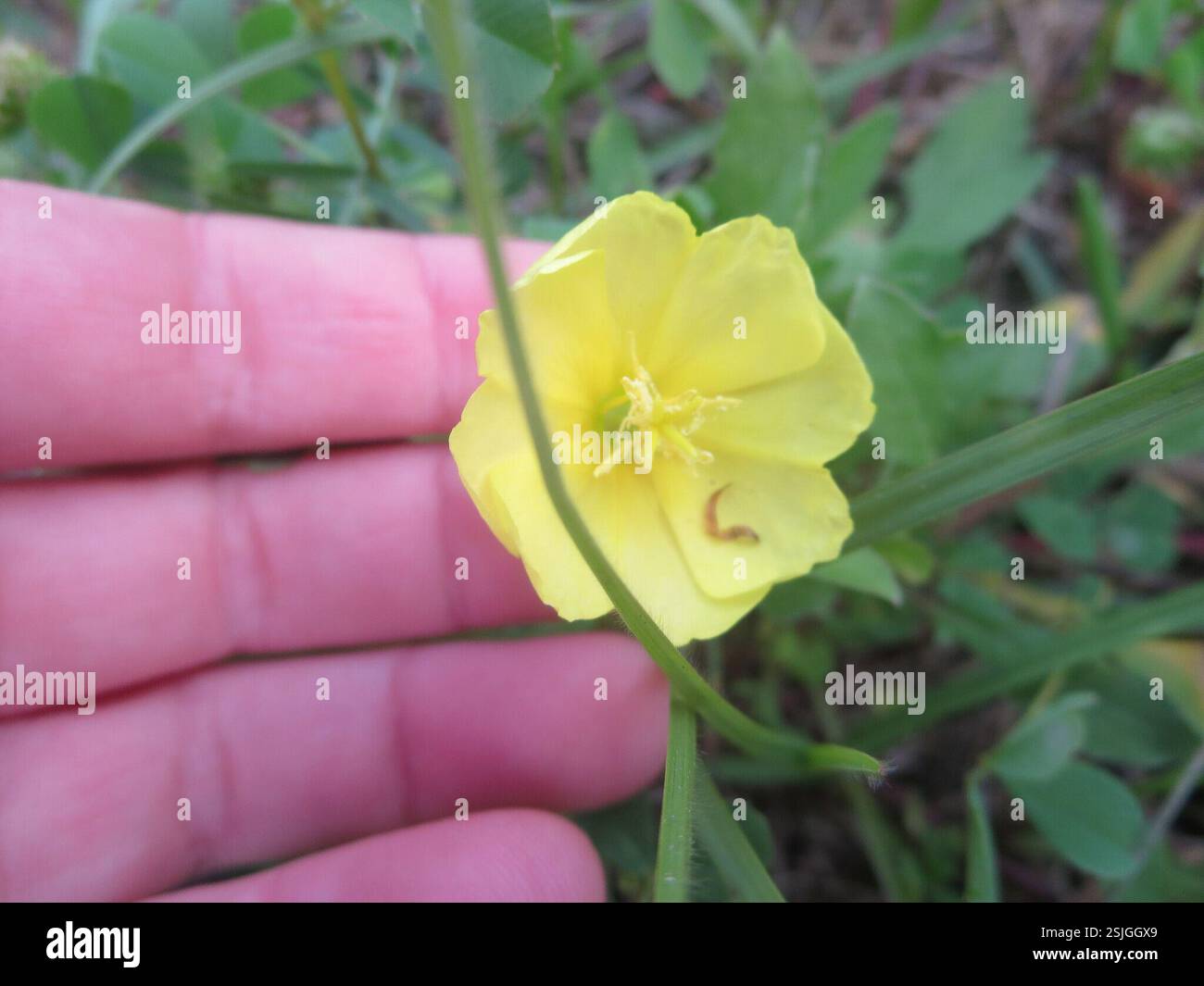 cutleaf evening primrose (Oenothera laciniata), Plantae, Windsor Forest ...