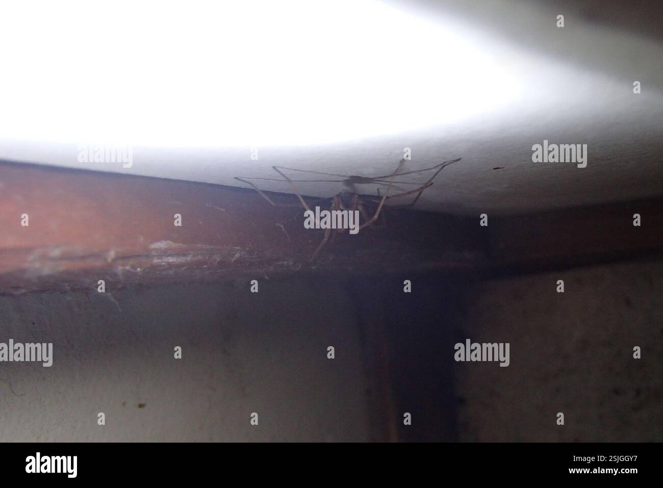 Prowling Spiders (Miturgidae), Arachnida, 62 Railway Parade, Wentworth ...