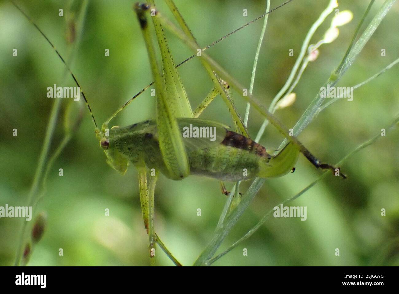 Sickle-bearing Bushcrickets (Phaneroptera), Insecta, Stentor, Ehlanzeni ...