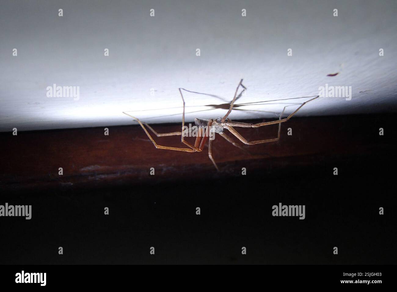 Prowling Spiders (Miturgidae), Arachnida, 62 Railway Parade, Wentworth ...