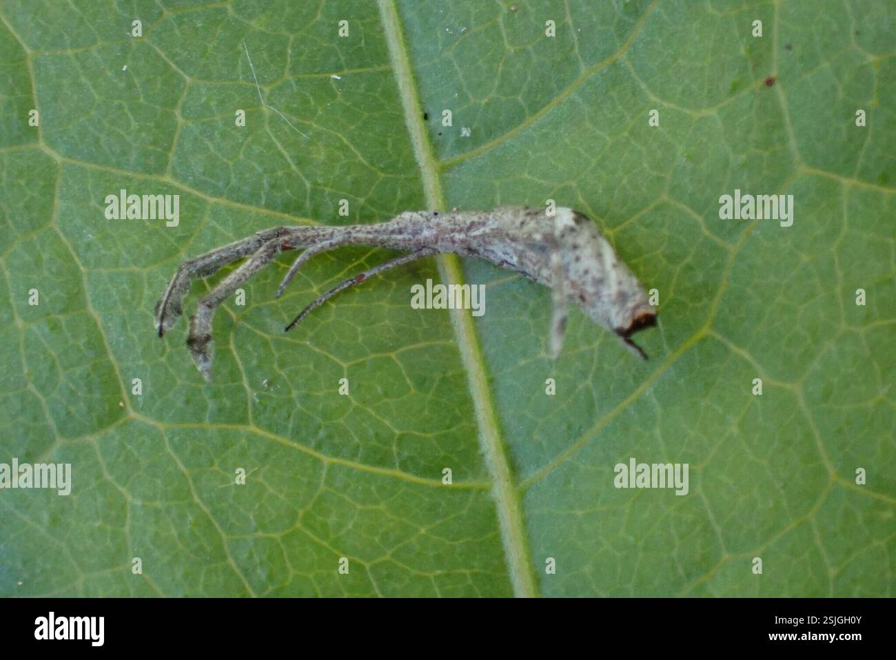 (Miagrammopes constrictus), Arachnida, Stentor, Ehlanzeni, South Africa ...