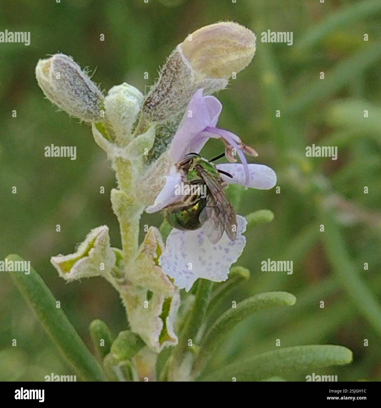 Sweat and Furrow bees (Halictinae), Insecta, Bahía Blanca, Provincia de ...