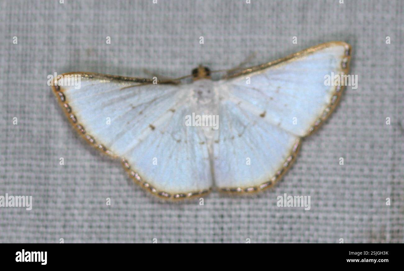 Geometer Moths (Geometridae), Insecta, Heredia Province, Sarapiqui ...