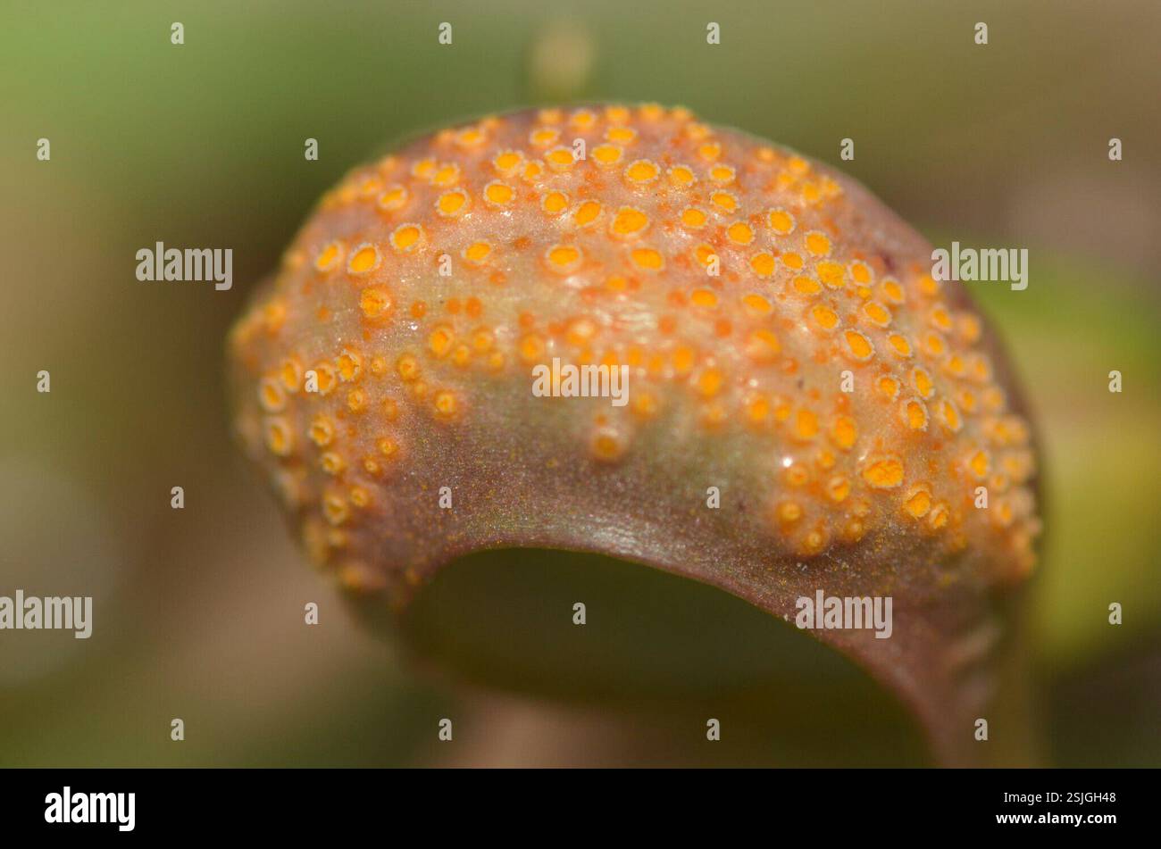 spring beauty rust (Puccinia mariae-wilsoniae), Fungi, Avon, IN, USA ...