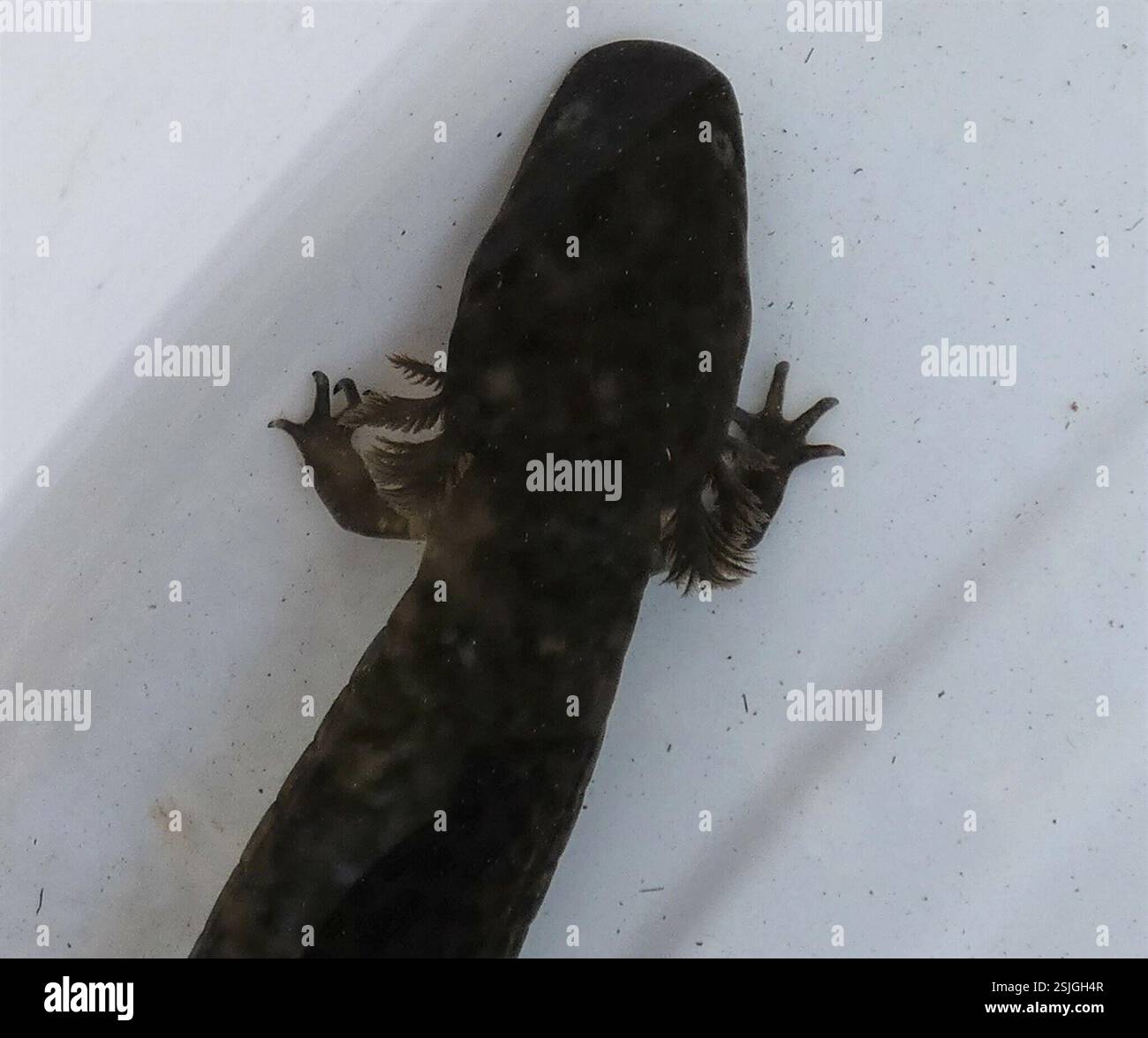 Greater Siren (Siren lacertina), Amphibia, River Rd. Preserve: Putnam ...