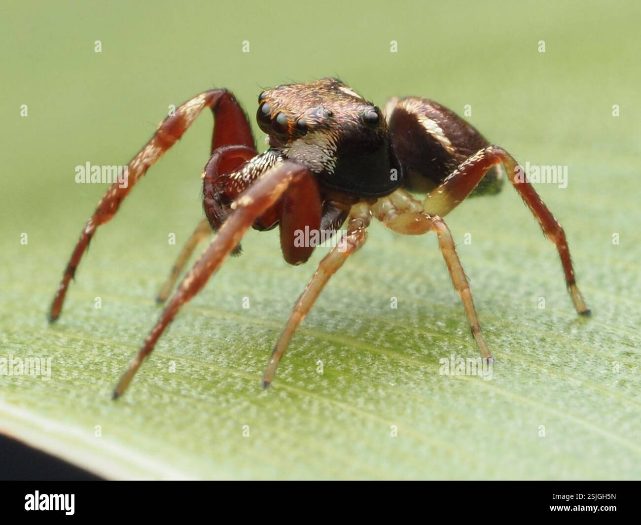 Hammer-jawed Jumping Spider (Zygoballus rufipes), Arachnida, Okeechobee ...