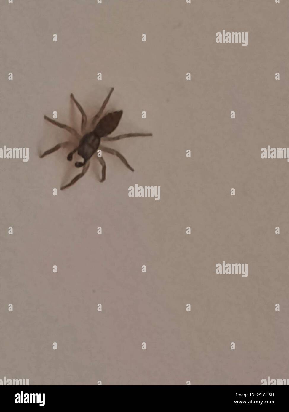 Dimorphic Jumping Spider (Maevia inclemens), Arachnida, Poughquag, NY ...