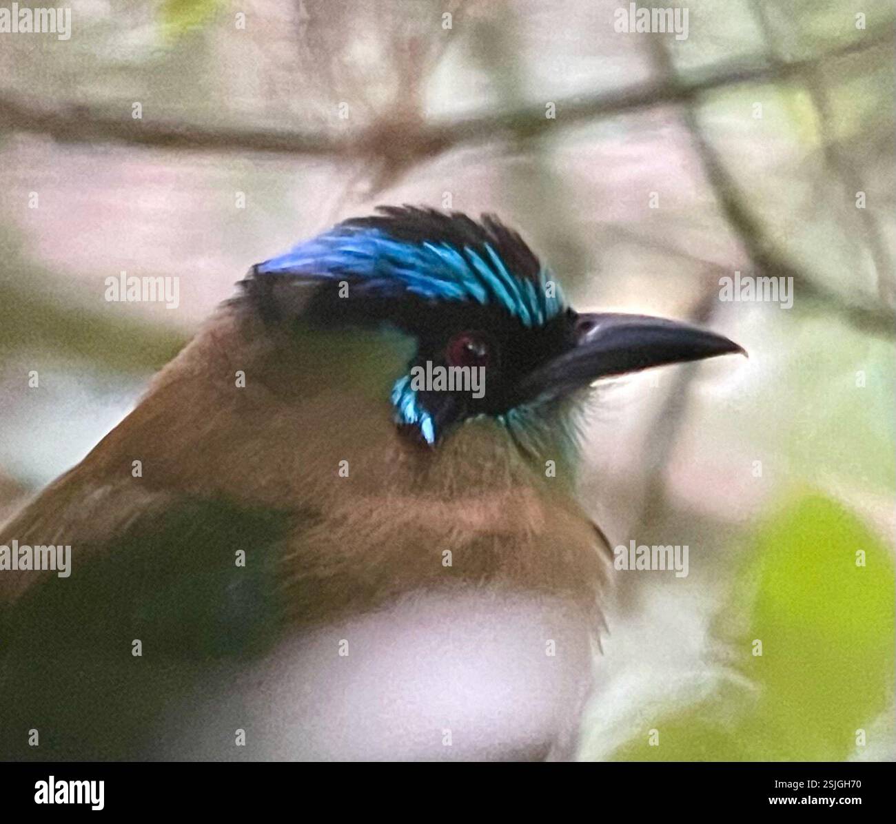 Lesson's Motmot (Momotus lessonii), Aves, Anton's Valley, Cocle, PA ...
