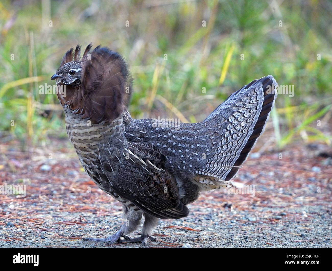 A chocolate-colored male ruffed grouse (Bonasa umbellus) displaying in ...