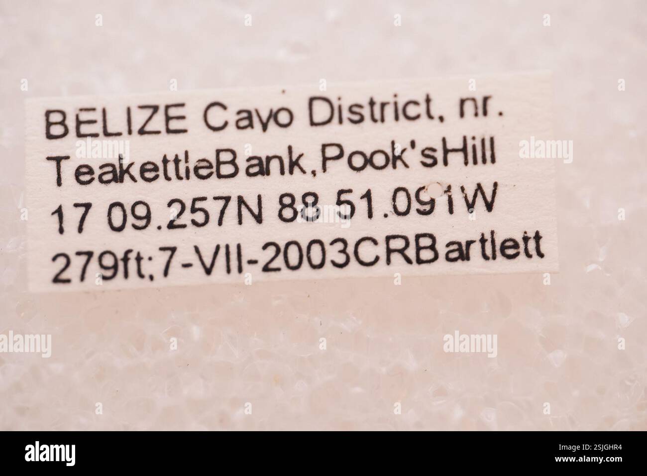 Straight-snouted Weevils (Brentidae), Insecta, Cayo District, Belize ...