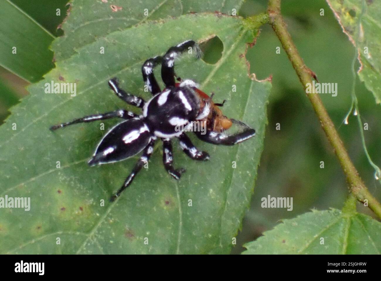 (Hyllus argyrotoxus), Arachnida, Sabiepark, Sabie Park, 1260, South ...