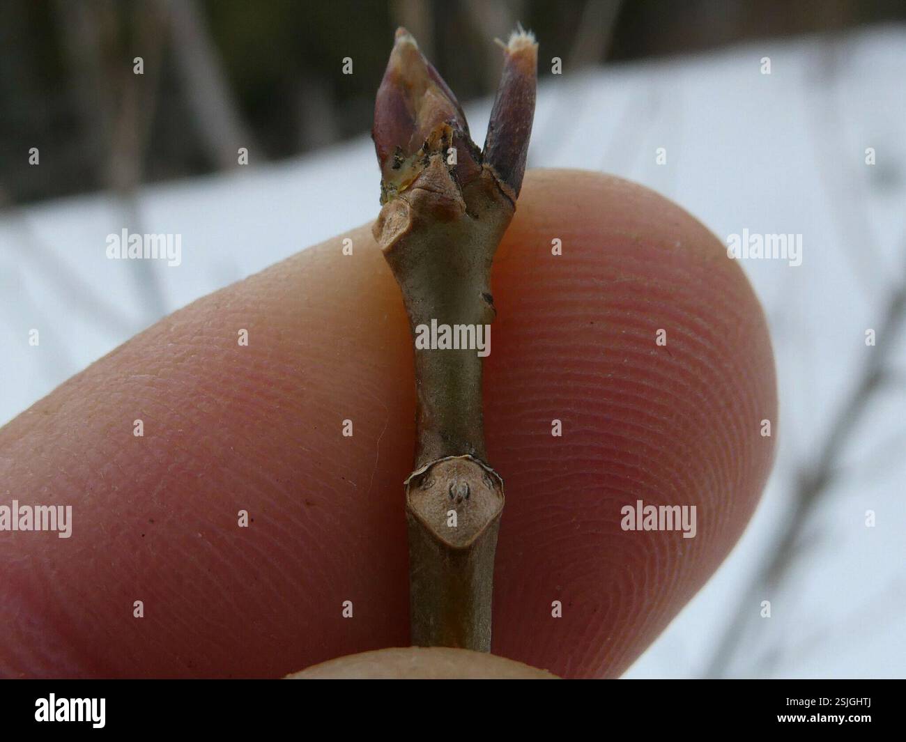 Eastern Cottonwood (Populus deltoides), Plantae, Warren, VT 05674, USA ...