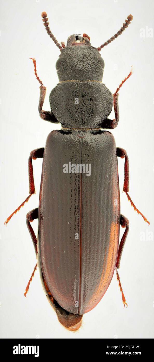 Burnt Conifer Bark Beetle (Lecontia discicollis), Insecta, Côte-Nord ...