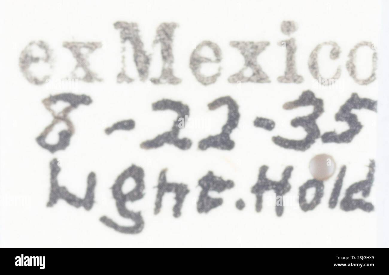 (Haplaxius meadi), Insecta, Mexico, This is a paratype specimen of ...