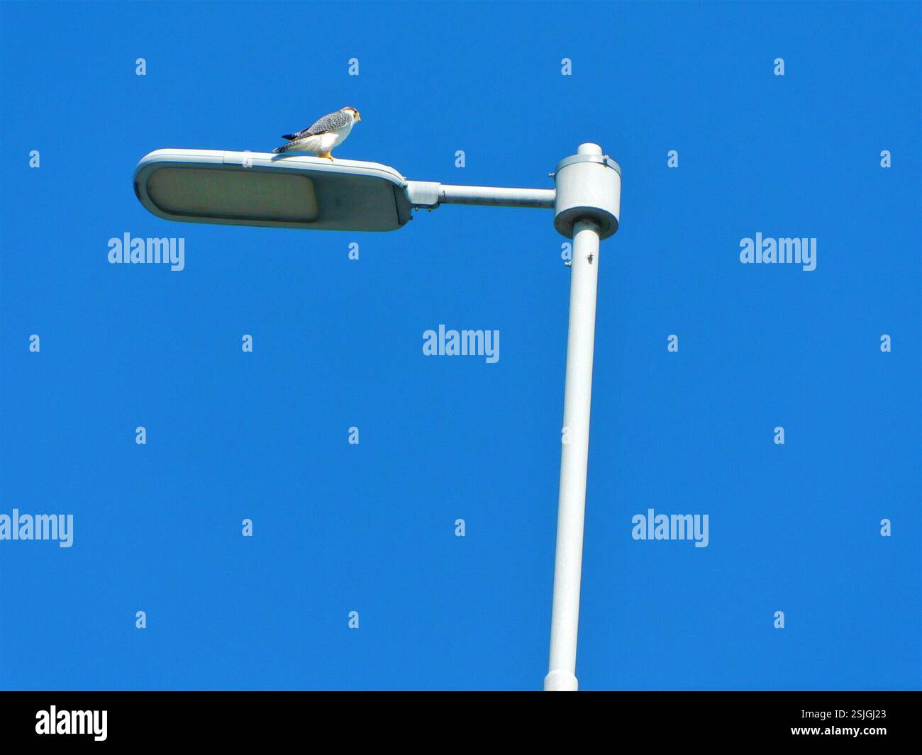 South American Peregrine Falcon (Falco peregrinus cassini), Aves, 60000 ...