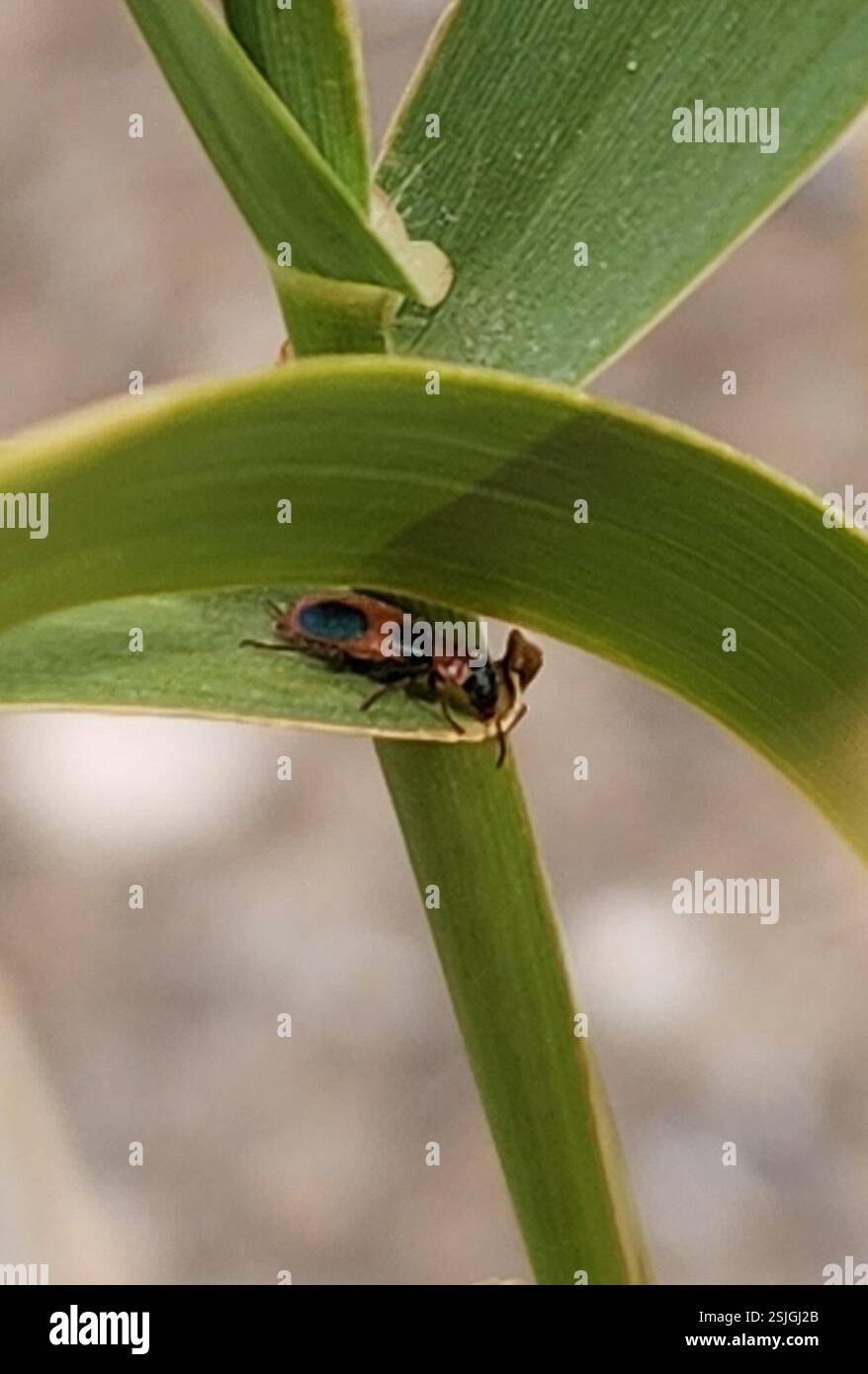 Four-spotted Collops (Collops quadrimaculatus), Insecta, Loreto, MX-BS ...