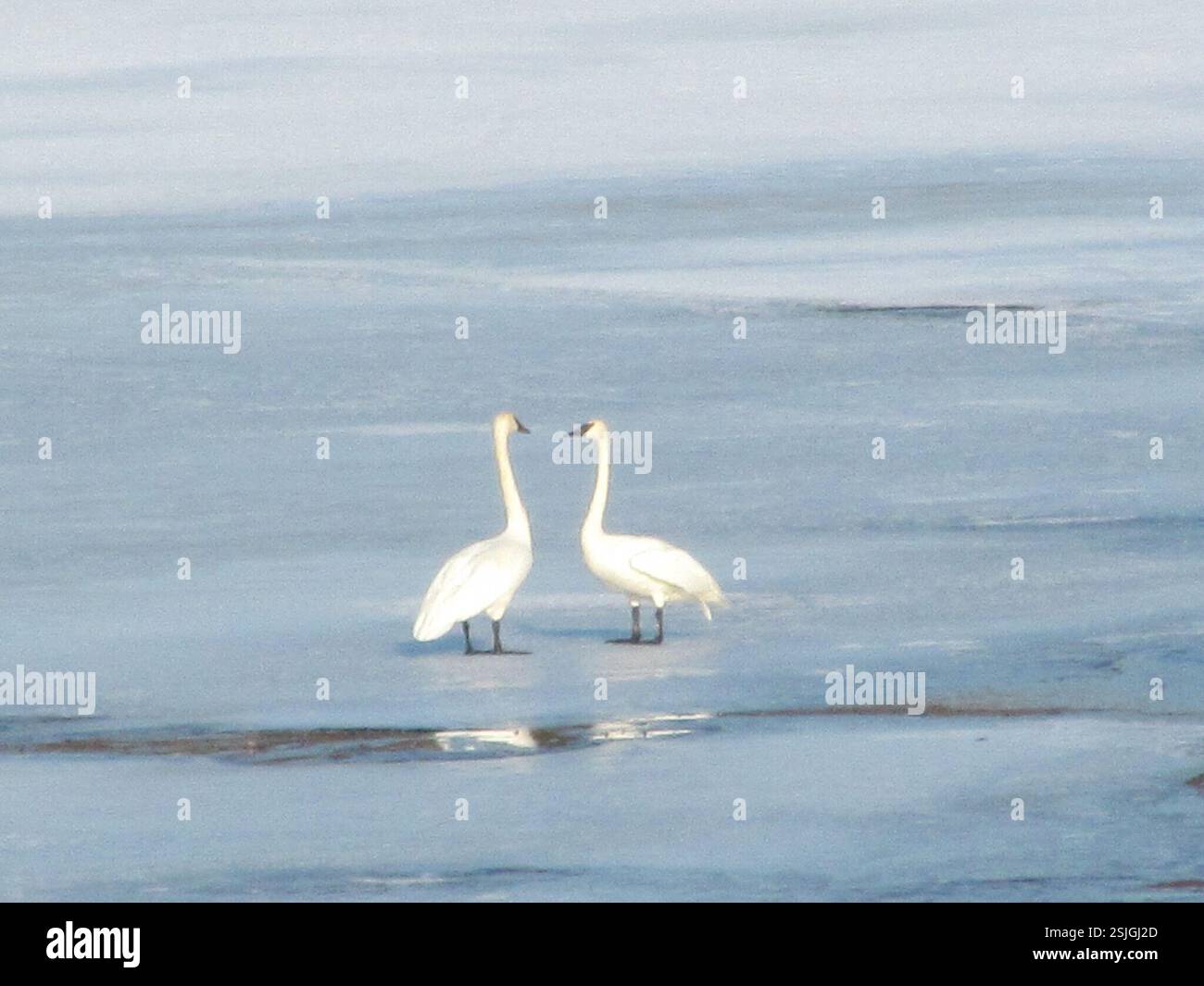 Trumpeter Swan (Cygnus buccinator), Aves, Lanark County, ON, Canada ...