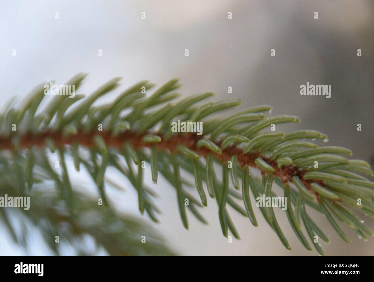 black spruce (Picea mariana), Plantae, Ville-Marie, QC, Canada Stock ...