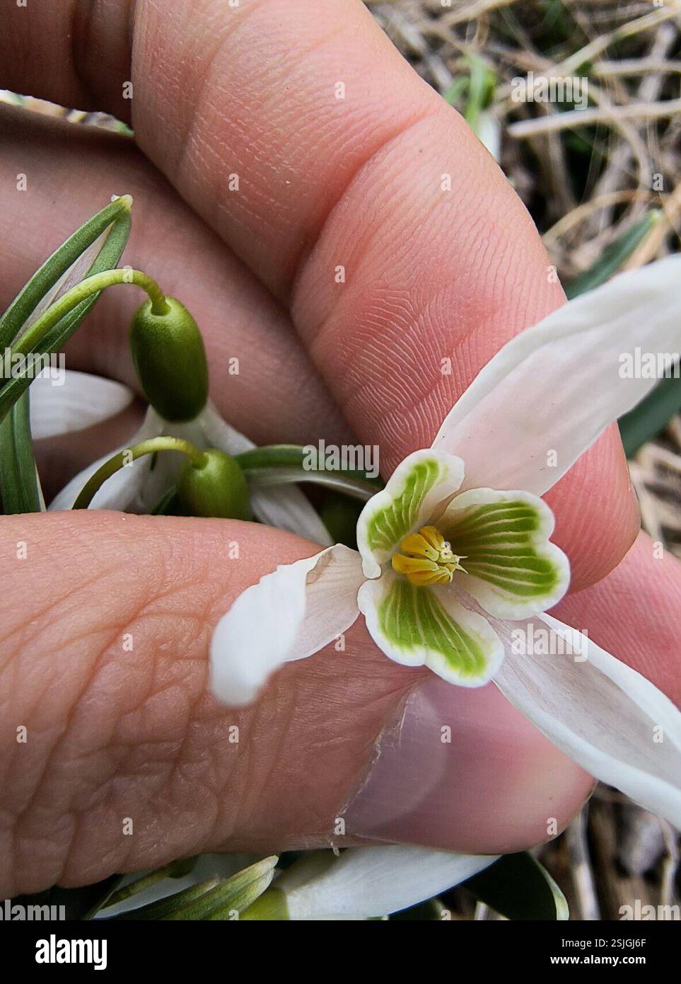 common snowdrop (Galanthus nivalis), Plantae, Acushnet Center, Acushnet ...
