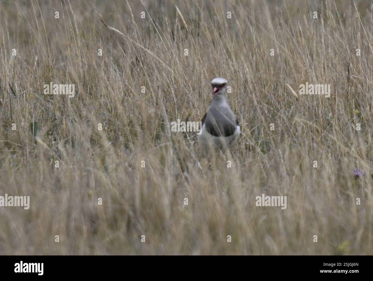 Andean Lapwing (Vanellus resplendens), Aves, Reserva Antisana area ...