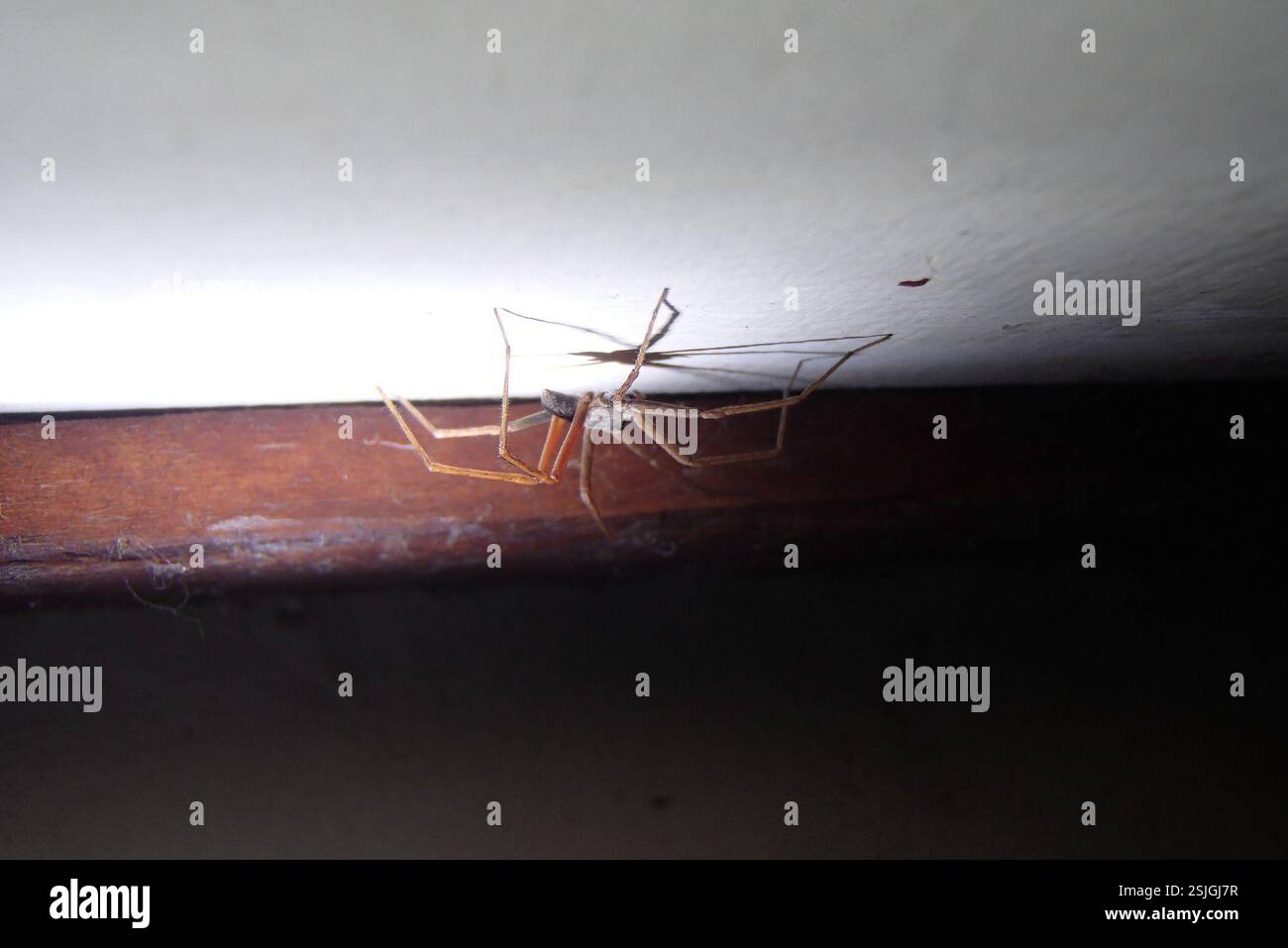 Prowling Spiders (Miturgidae), Arachnida, 62 Railway Parade, Wentworth ...