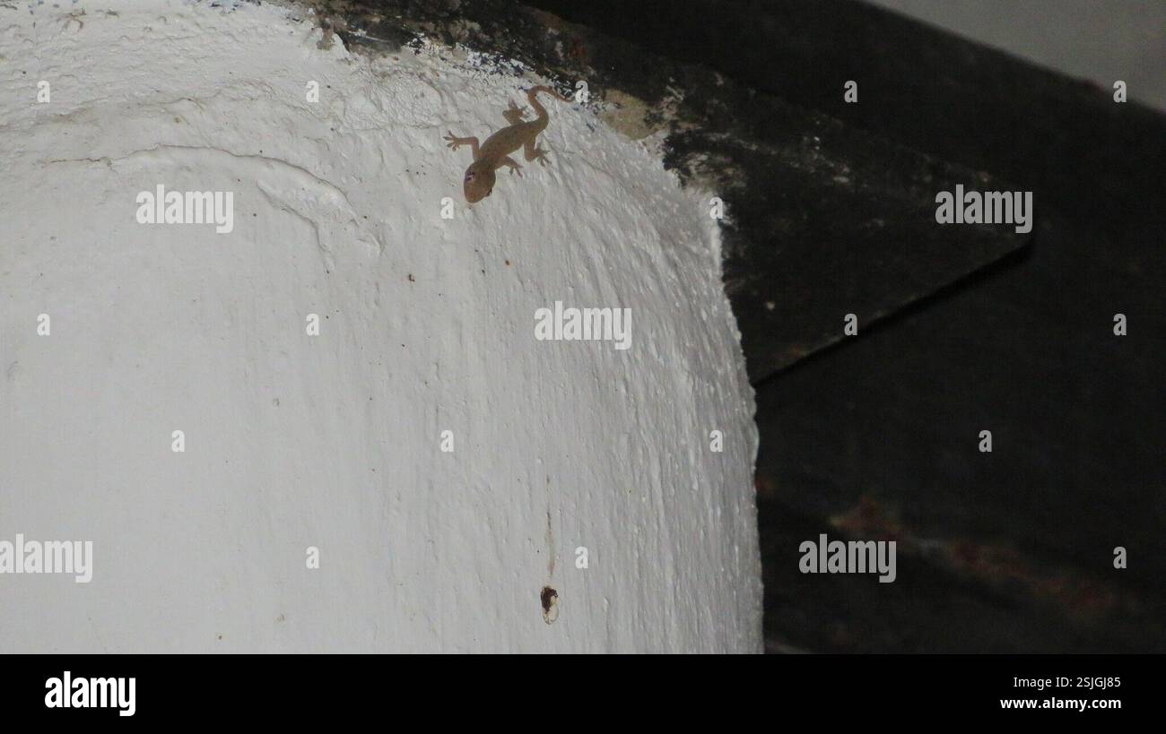 Asian House Gecko (Hemidactylus frenatus), Reptilia, Краби, Таиланд ...