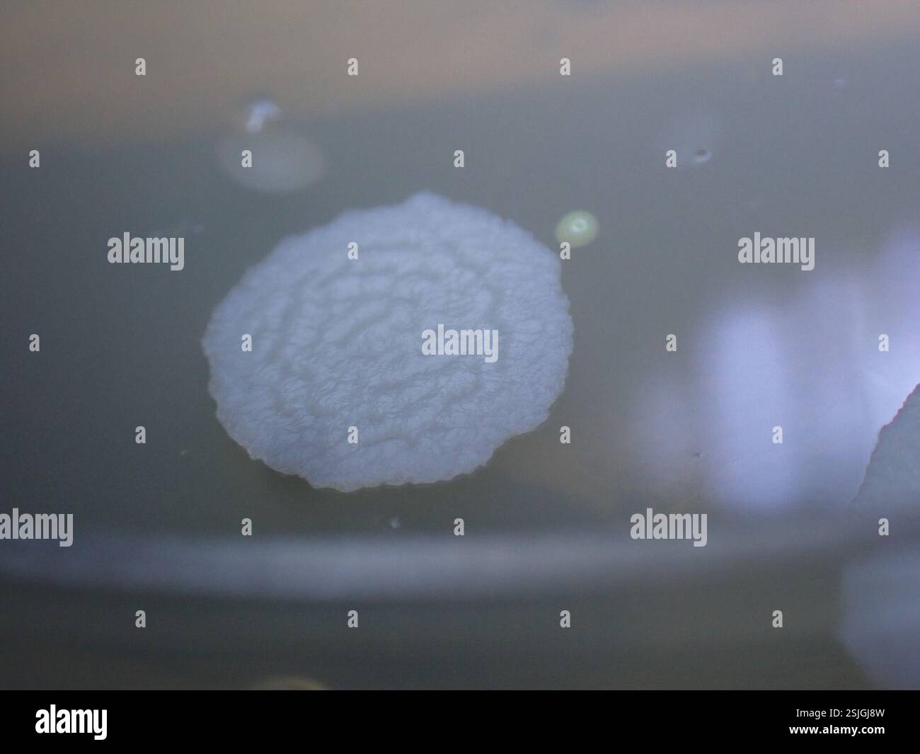 bacteria (Bacteria), , Comox Valley, BC, Canada, roddish species ...