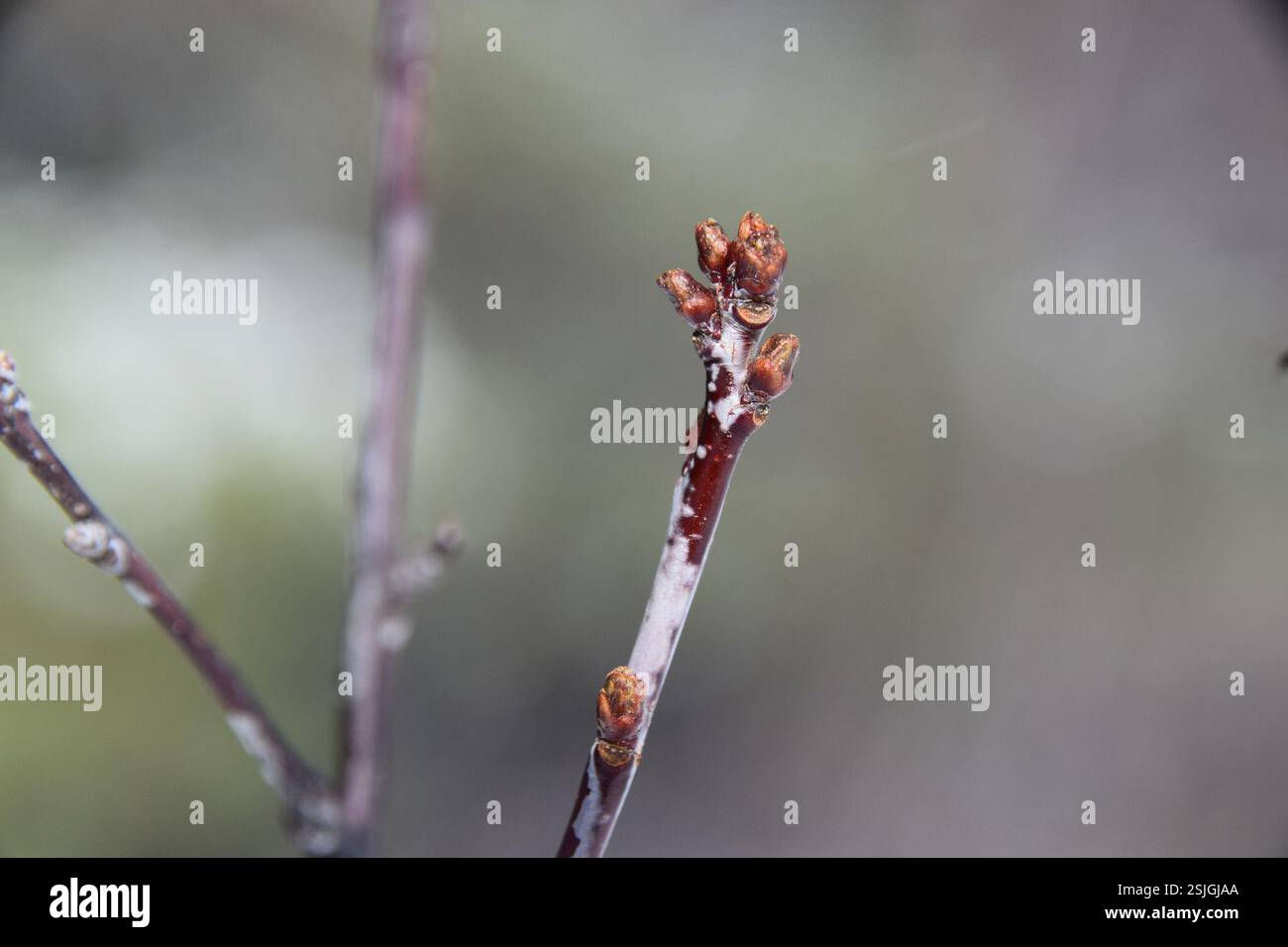 fire cherry (Prunus pensylvanica), Plantae, Ville-Marie, QC, Canada ...