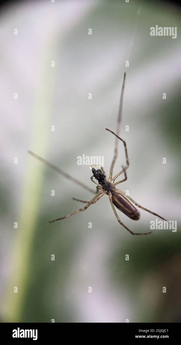 Stretch Spiders (Tetragnatha), Arachnida, London, UK Stock Photo - Alamy