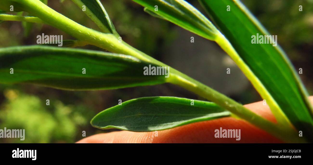 Poison Curryflower (Lasiosiphon afer), Plantae, uThukela District ...