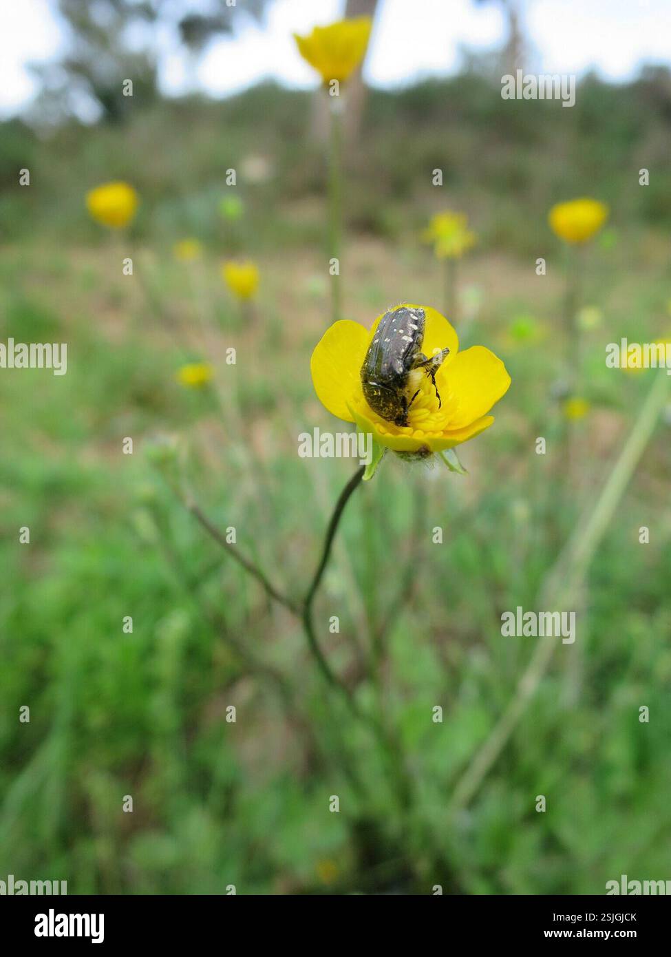 Mediterranean Spotted Chafer (Oxythyrea funesta), Insecta, Grândola ...