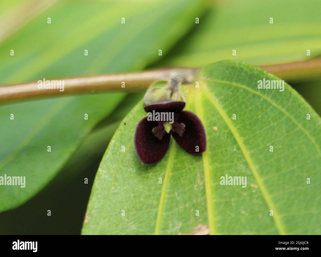 (Thottea siliquosa), Plantae, Mysore Division, Karnataka, India Stock ...