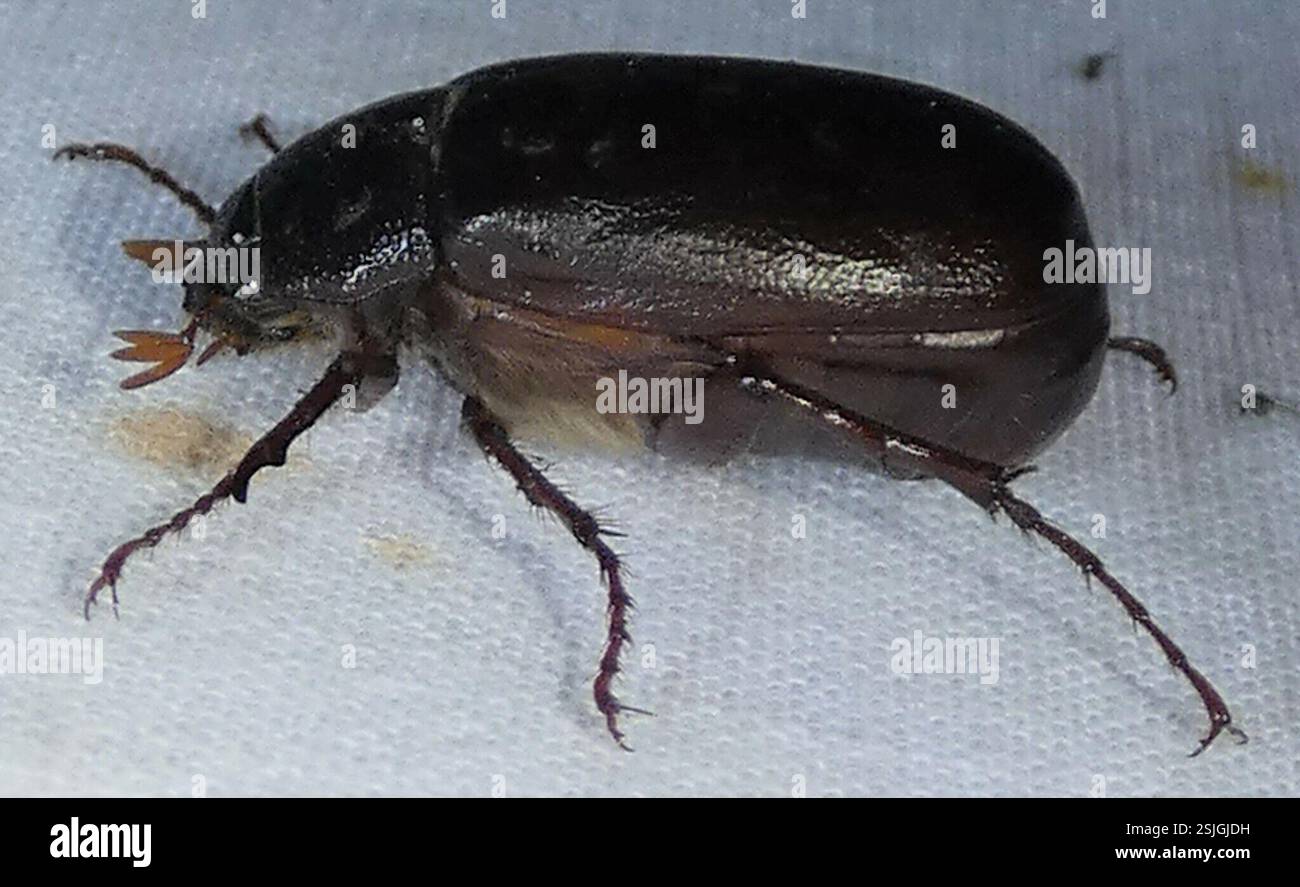 May Beetles (Phyllophaga), Insecta, River Rd. Preserve: Putnam County ...