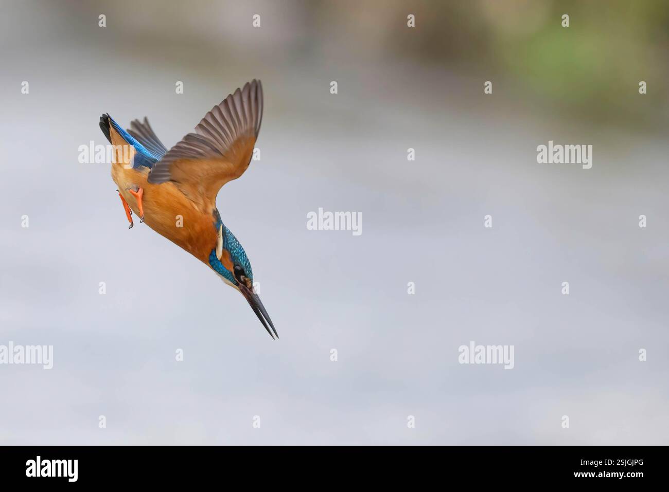 Kingfisher Diving into a Chalk stream in hertfordshire Stock Photo - Alamy