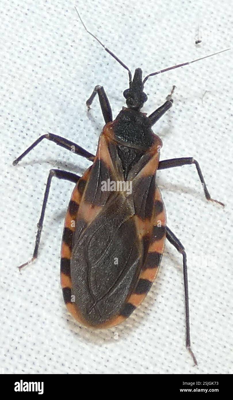 Eastern Bloodsucking Conenose (Triatoma sanguisuga), Insecta, River Rd ...