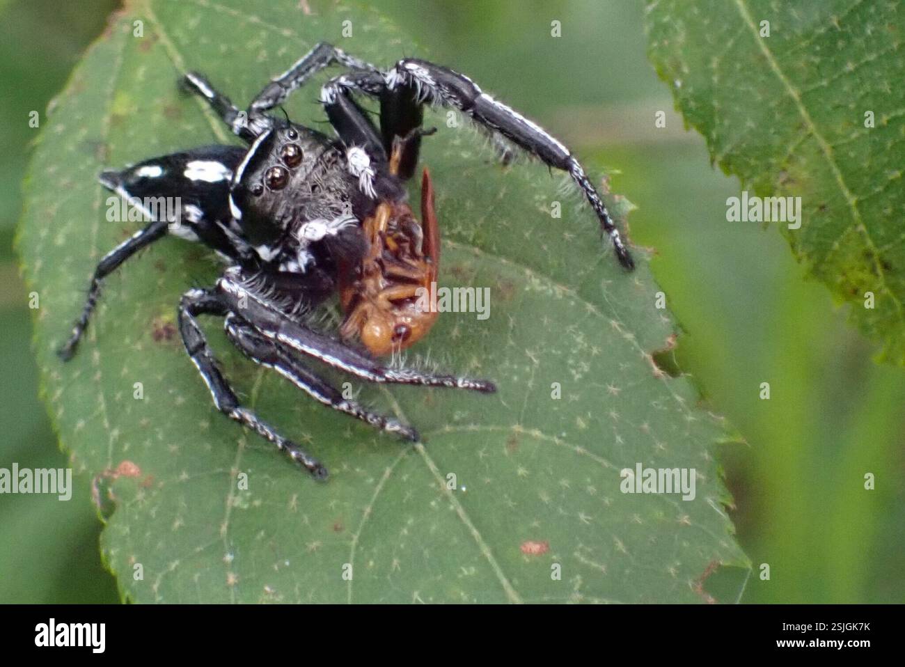 (Hyllus argyrotoxus), Arachnida, Sabiepark, Sabie Park, 1260, South ...