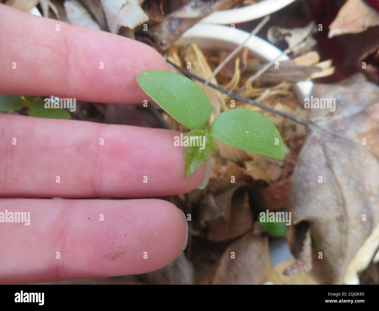 American sweetgum (Liquidambar styraciflua), Plantae, 0 Windsor Forest ...