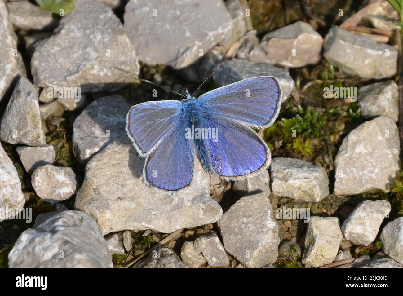 Common Blue (Polyommatus icarus), Insecta, 5070 Frick, Schweiz Stock ...