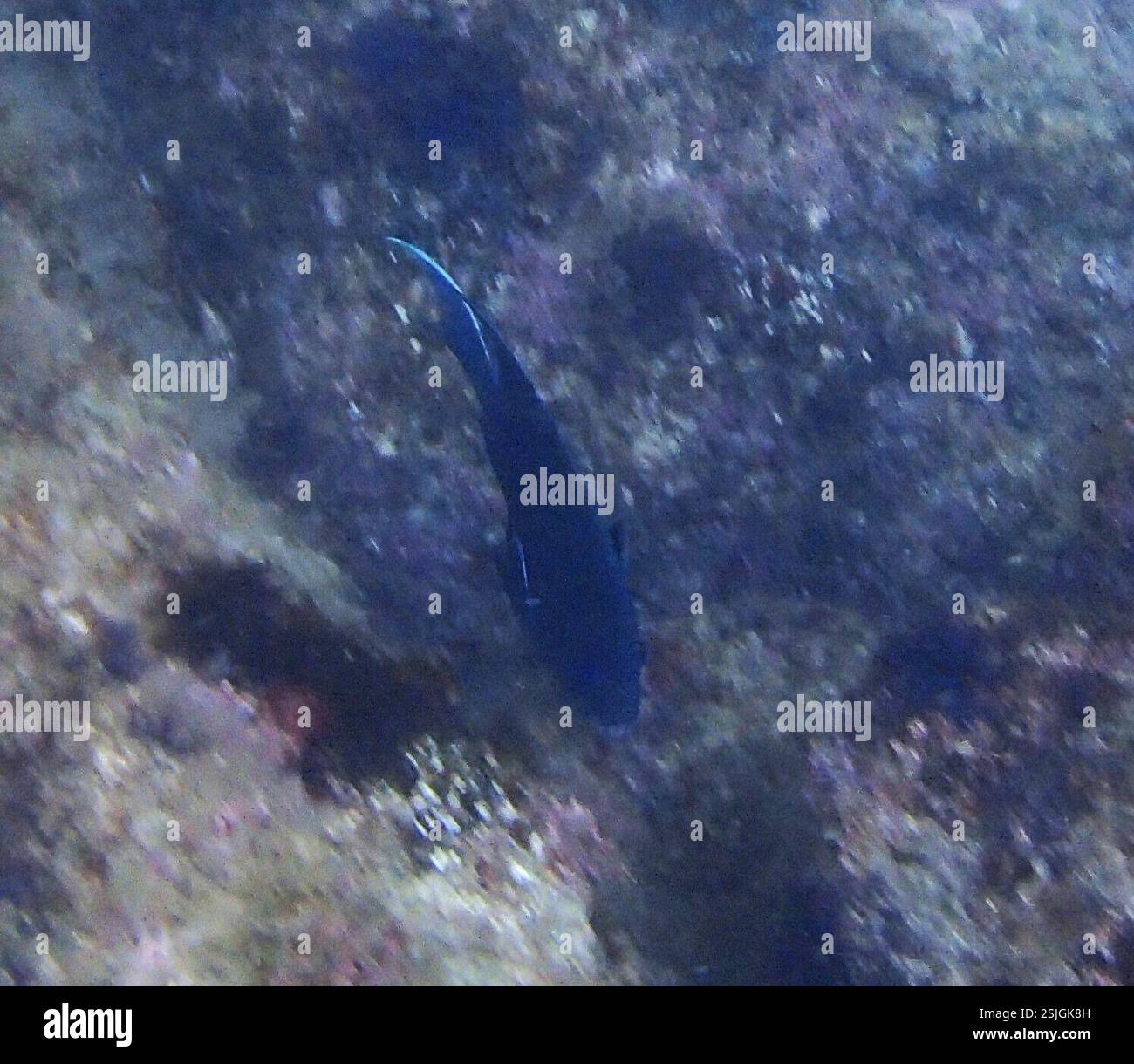 Giant Damselfish (Microspathodon dorsalis), Actinopterygii, Arroyo ...