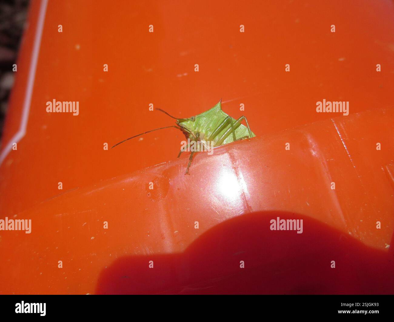 Spined green stink bug (Loxa flavicollis), Insecta, WF NFN "Community ...