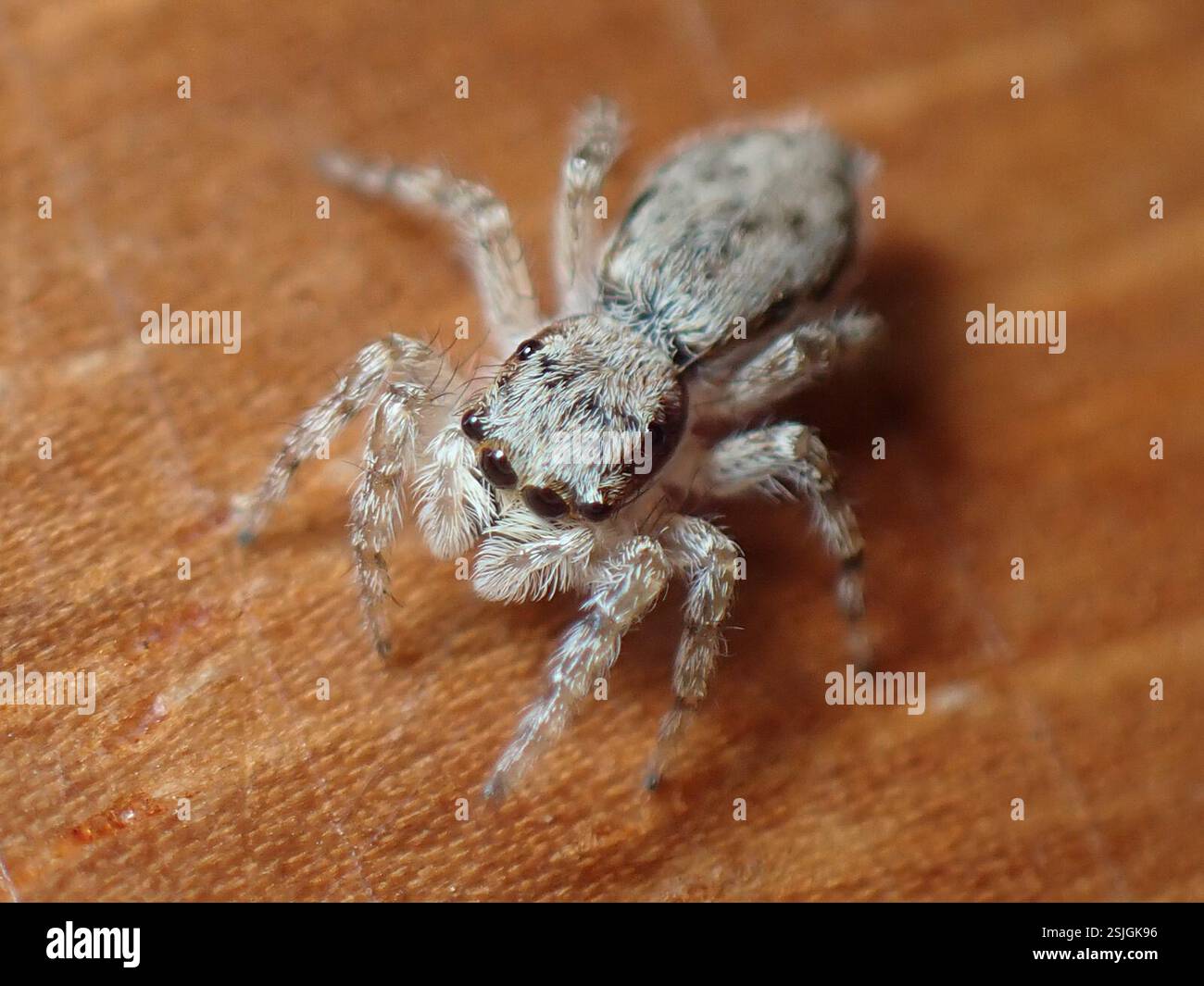 Gray Wall Jumping Spider (Menemerus bivittatus), Arachnida, Copan ...