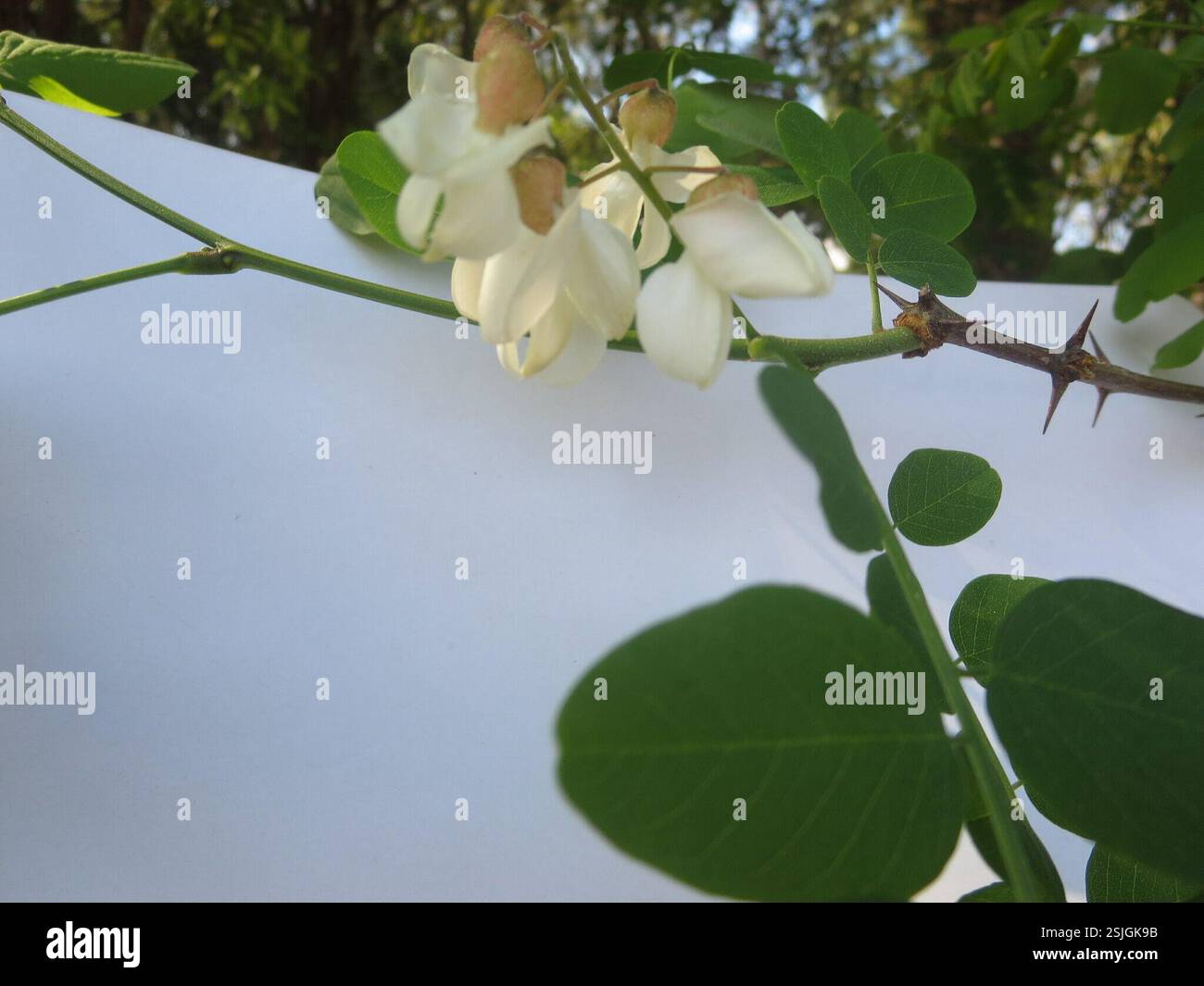 black locust (Robinia pseudoacacia), Plantae, Wilshire Estates sidewalk ...