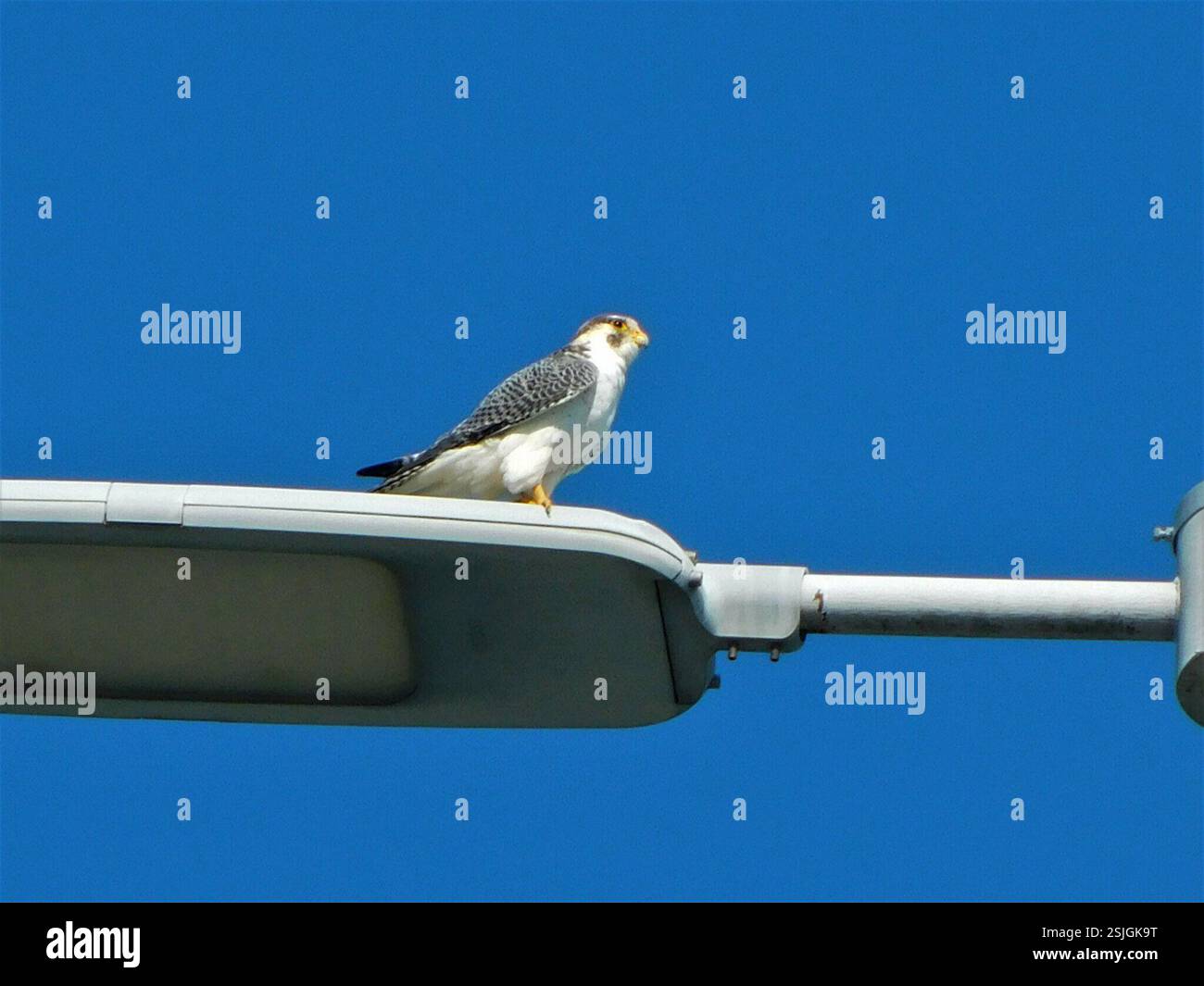 South American Peregrine Falcon (Falco peregrinus cassini), Aves, 60000 ...