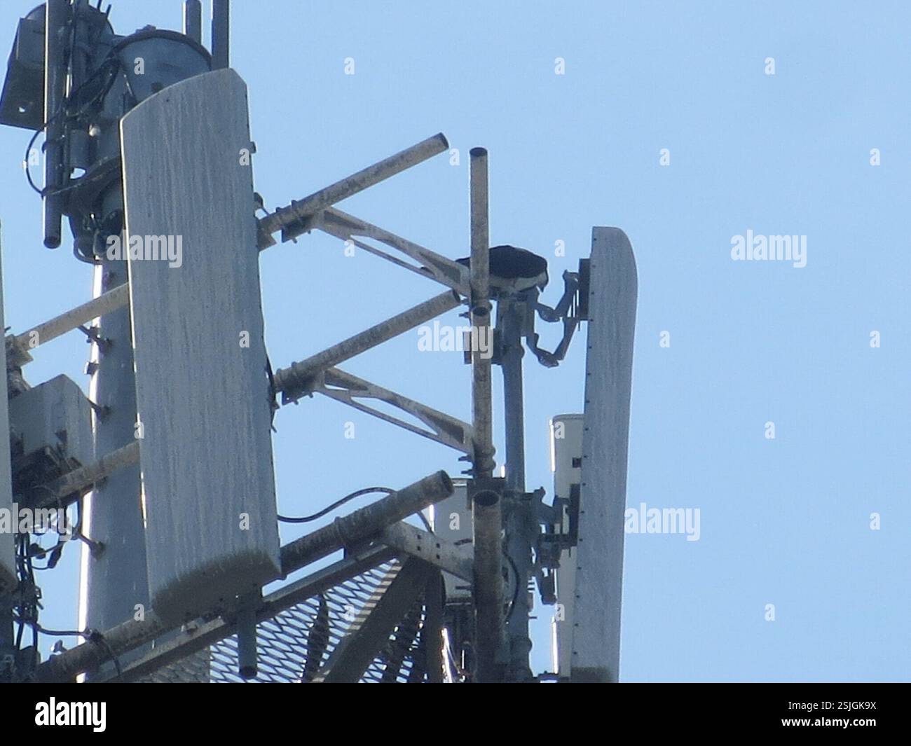 Osprey (Pandion haliaetus), Aves, Aldi cell phone tower, Savannah, GA ...