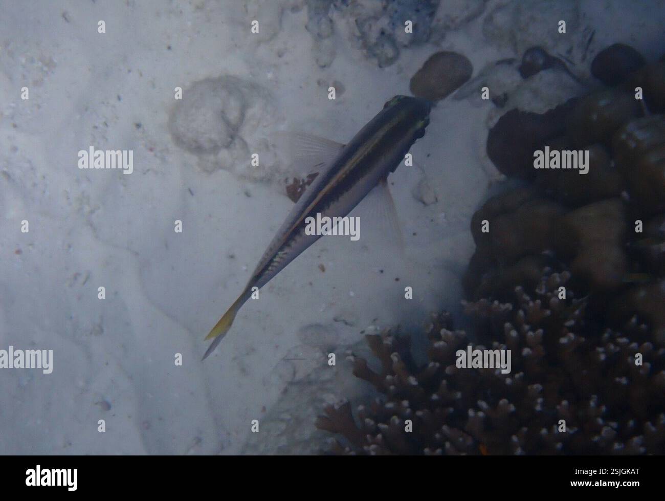 Pearly Monocle Bream (Scolopsis margaritifera), Actinopterygii, Ko ...