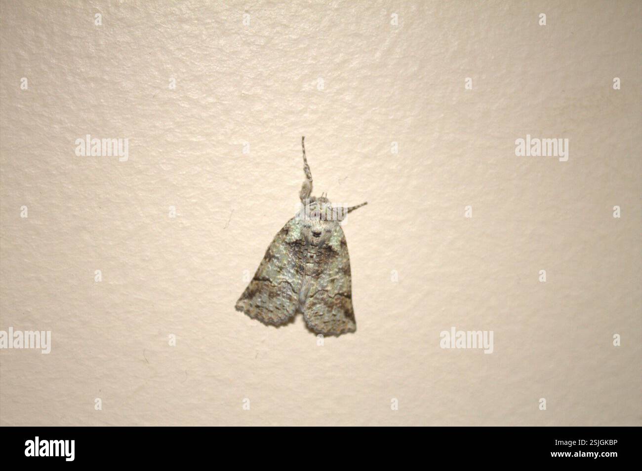 Forest Semilooper (Declana floccosa), Insecta, Westland, NZ-WC, NZ ...